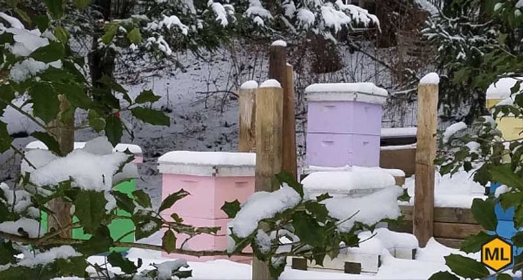 Why And How Bees Forage : The Secrets to Successful Pollination - Honey ...