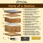 Parts of a Beehive: Essential Components and Functions - Honey Garage